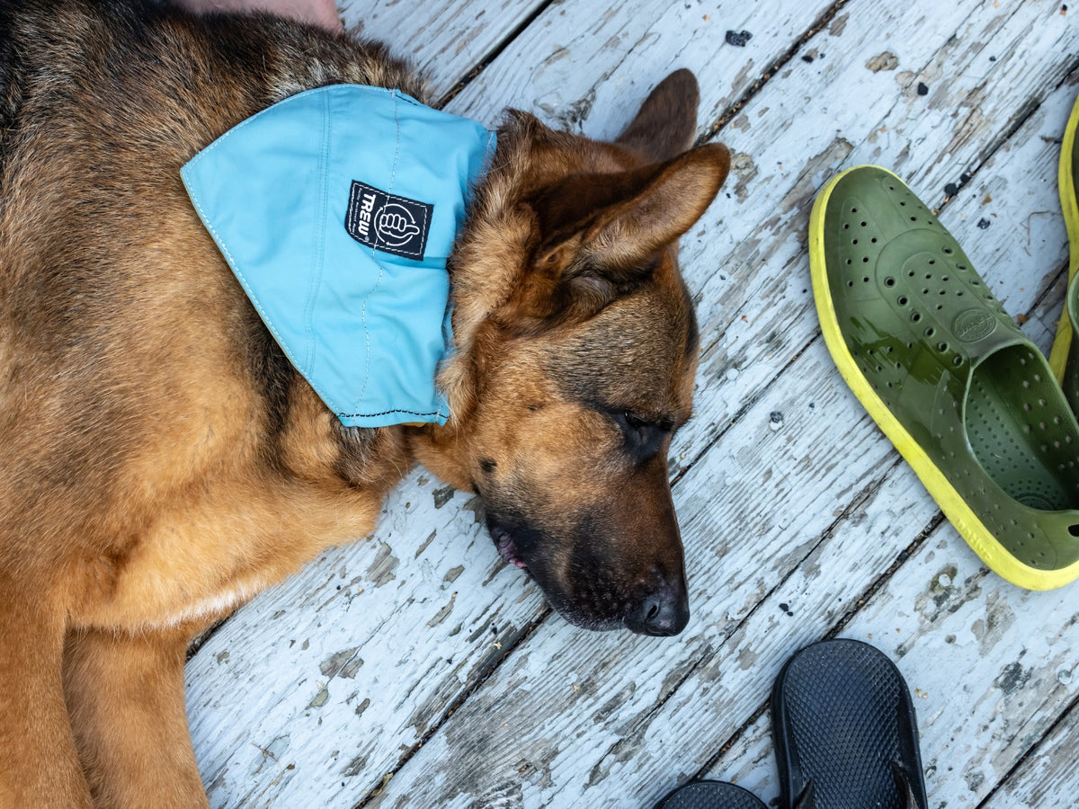 THE AFTERLIFE x CYCLE DOG – TREW Gear