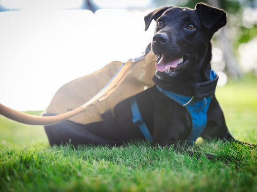 THE AFTERLIFE x CYCLE DOG Is Back! – TREW Gear